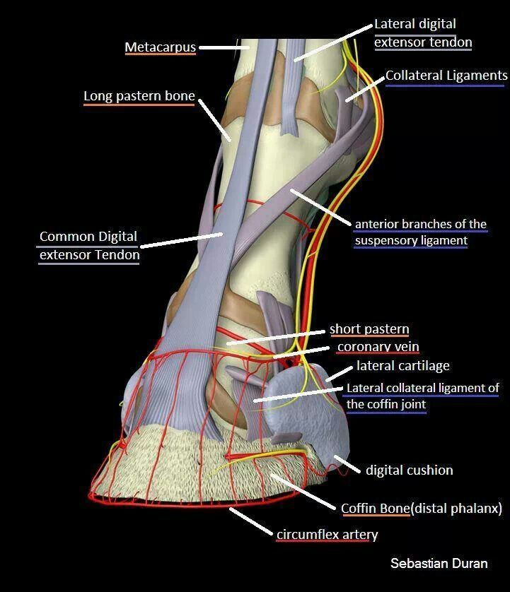 Tendon of the Common Digital Extensor – TLC Hoof Trimming