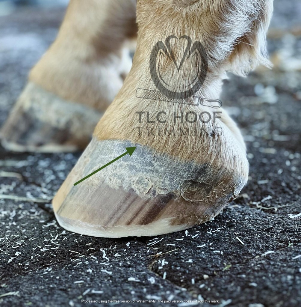 Coronet/Coronary Band - TLC Hoof Trimming