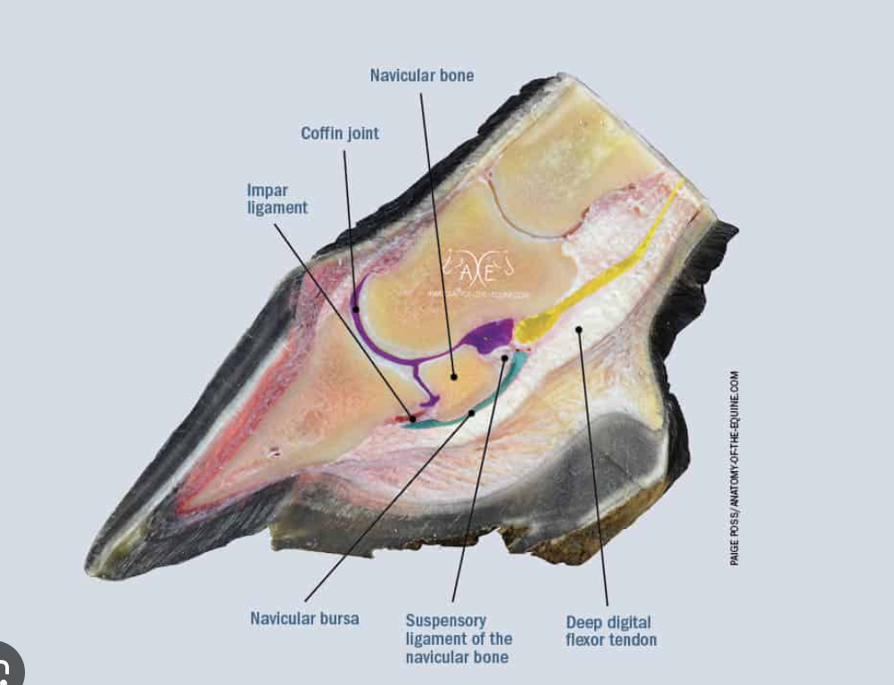 Navicular Bursa - TLC Hoof Trimming