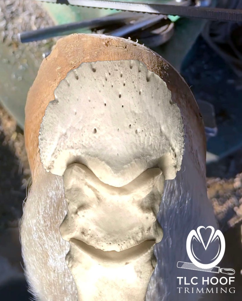 Removing Flare - TLC Hoof Trimming