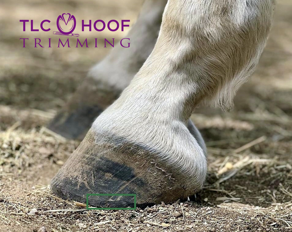 Quarters - TLC Hoof Trimming